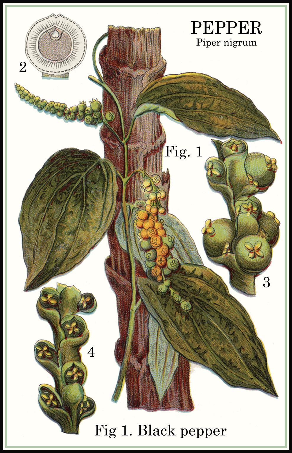 Black-pepper | Pepper plants, Black pepper plant, Botanical illustration