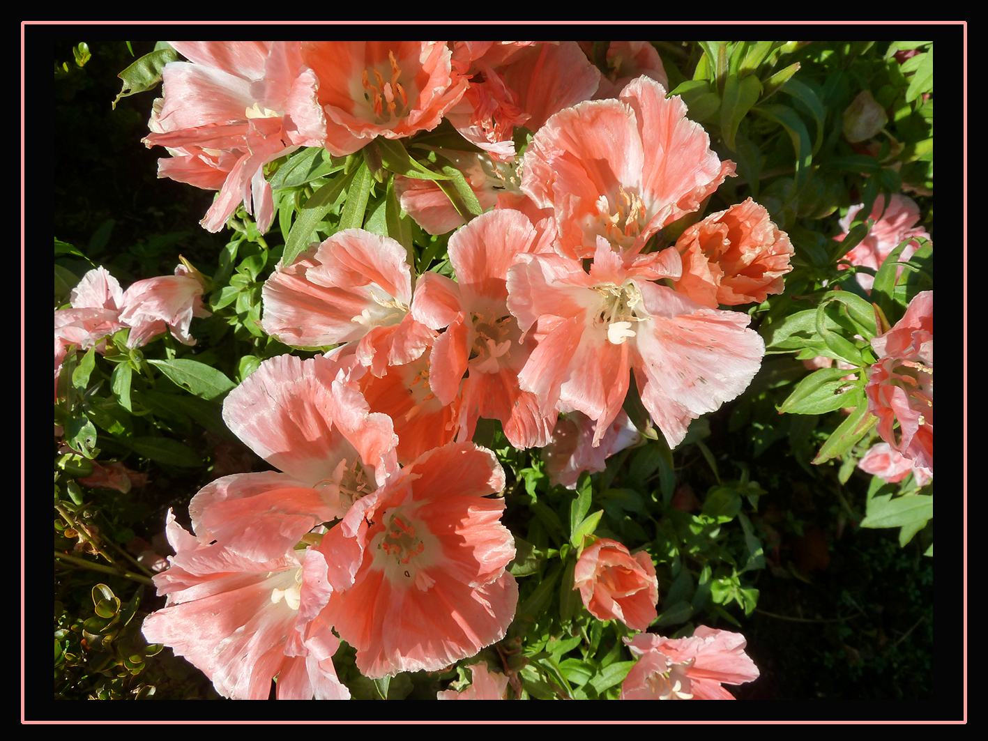 Margrethe Larsen Beautiful Birthday Flowers Cards Beautiful Birthday 